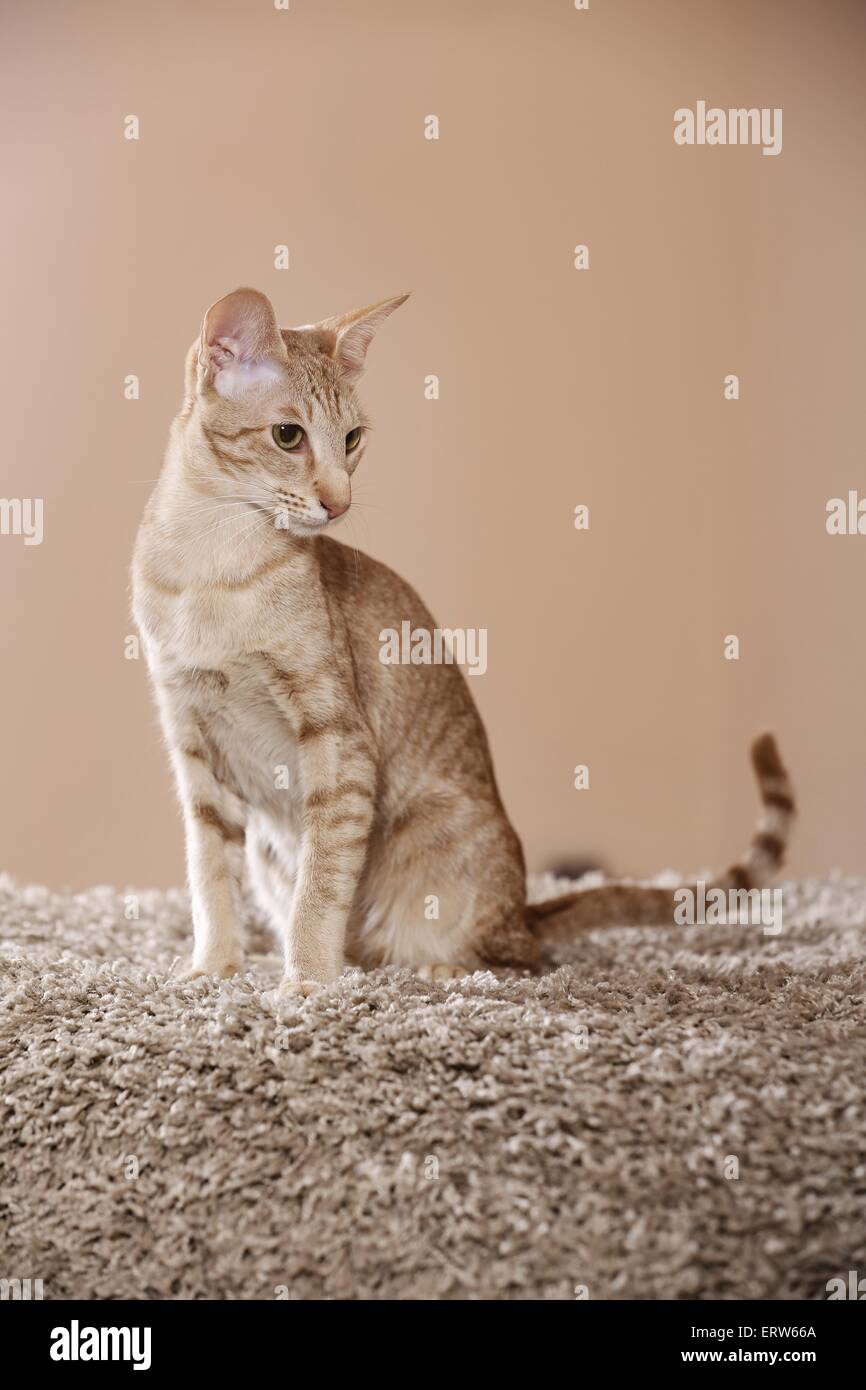 Cinnamon spotted tabby hi-res stock photography and images - Alamy