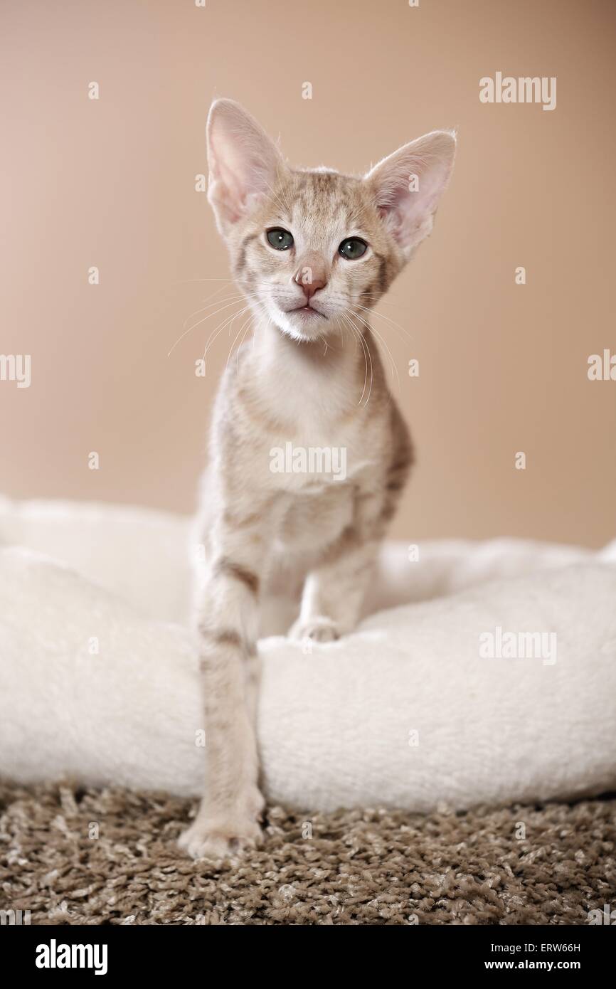 Oriental Shorthair kitten Stock Photo - Alamy