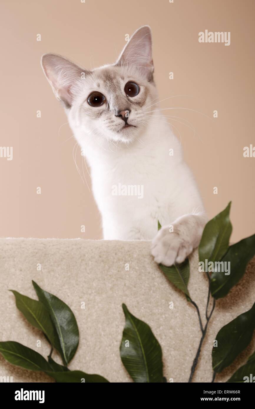 Blue point balinese hi-res stock photography and images - Alamy