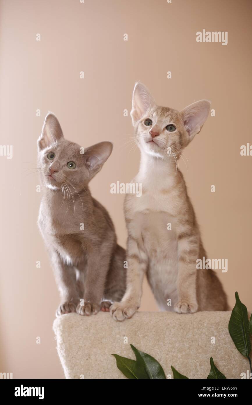 Oriental shorthair cat standing hi-res stock photography and images - Alamy