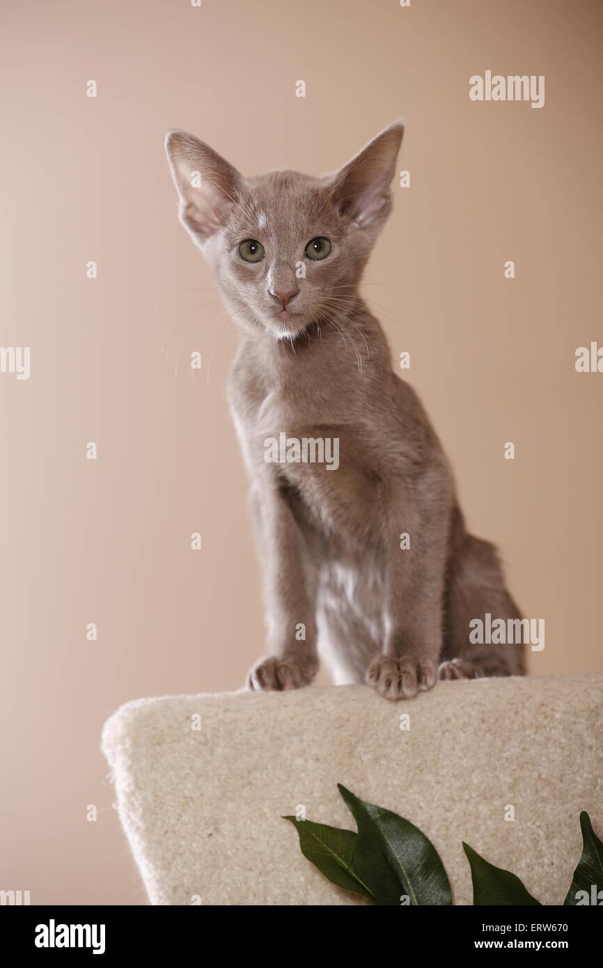 Oriental shorthair baby cat hi-res stock photography and images - Alamy