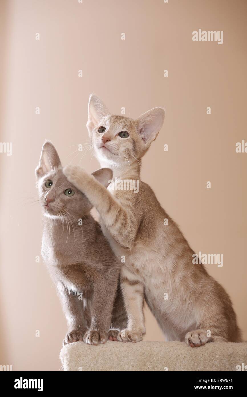 Two kittens sitting side by side hi-res stock photography and images ...
