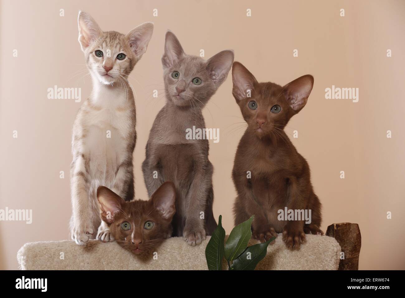 Oriental Shorthair kitten Stock Photo - Alamy