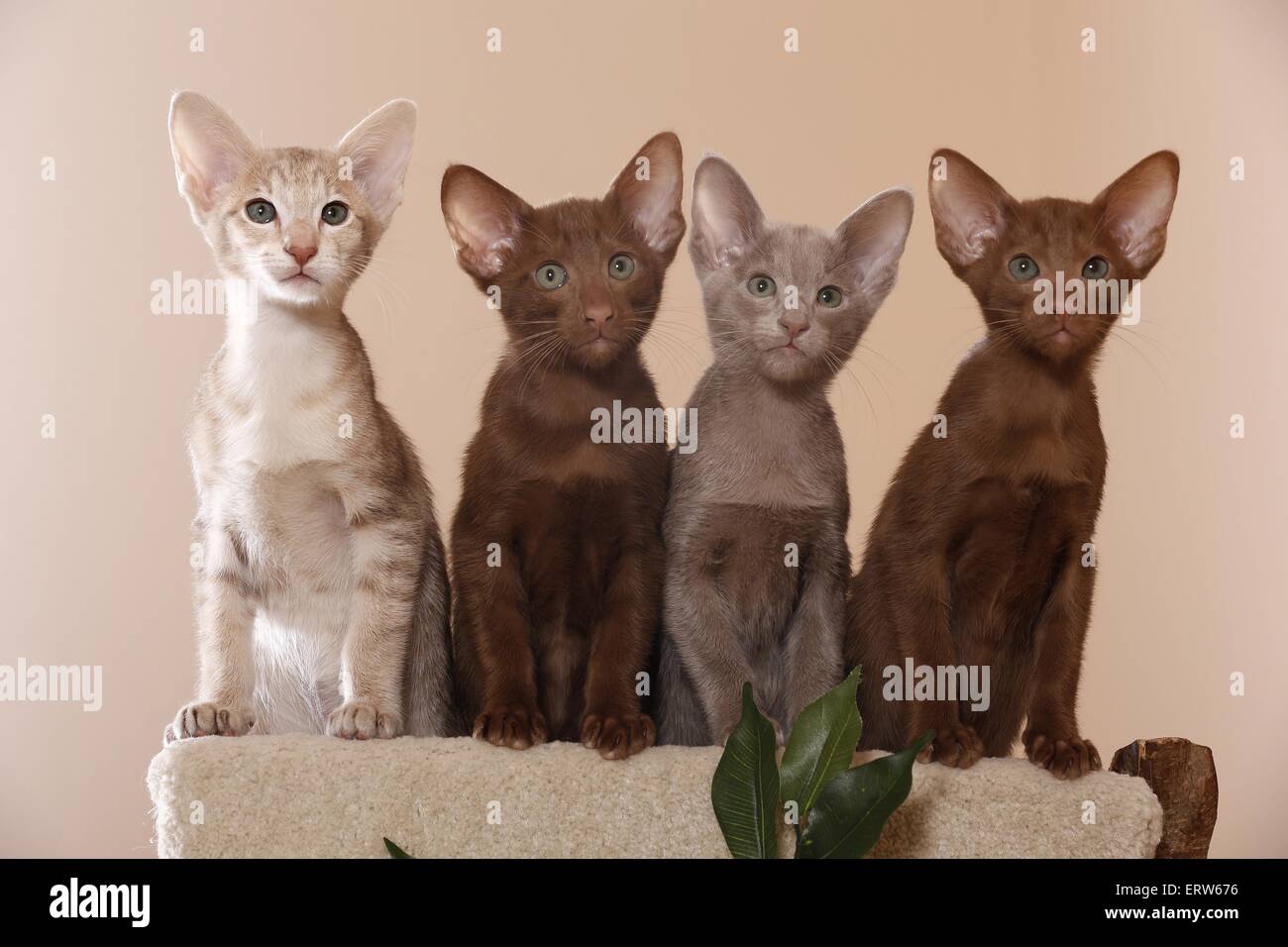 Oriental shorthair hi-res stock photography and images - Alamy