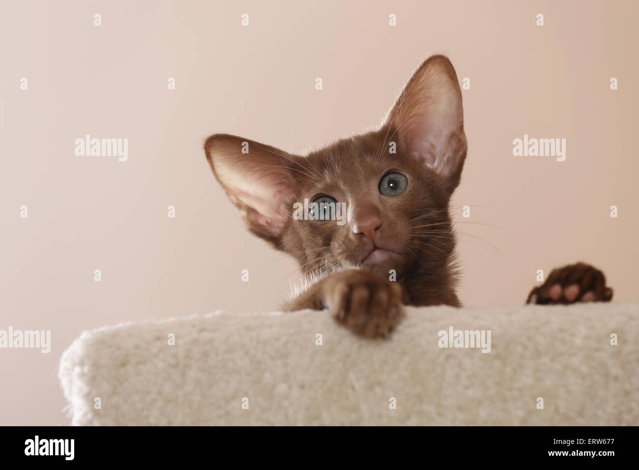 Oriental shorthair baby cat hi-res stock photography and images - Alamy