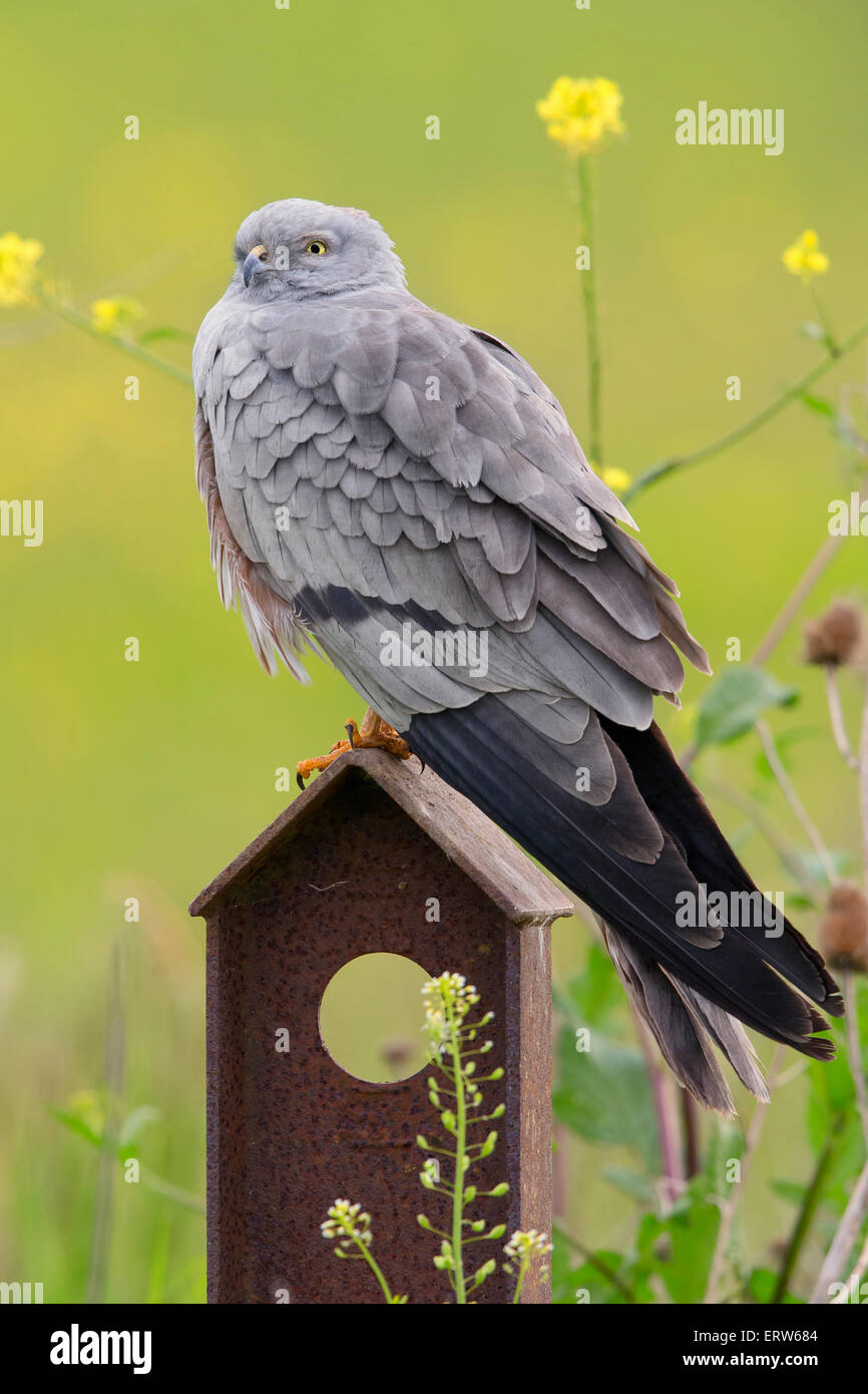 Harrier hi-res stock photography and images - Alamy