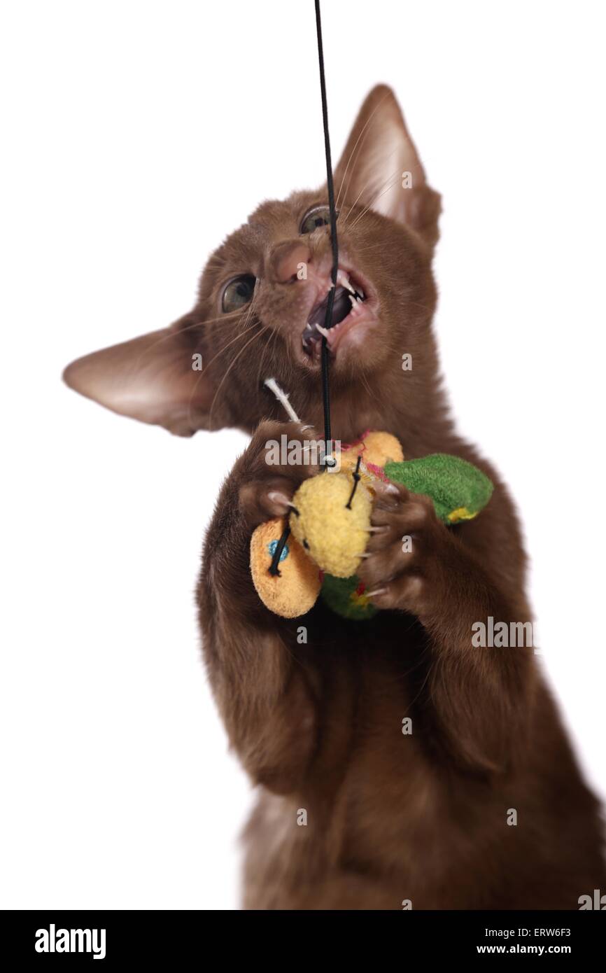 Oriental shorthair baby cat hi-res stock photography and images - Alamy