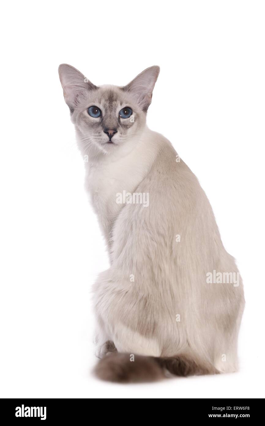 Blue point balinese Cut Out Stock Images & Pictures - Alamy