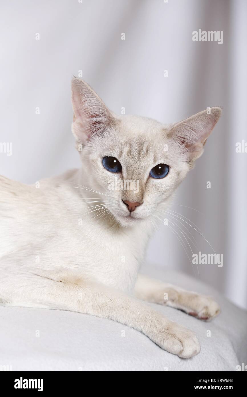 Siamese cats hi-res stock photography and images - Alamy