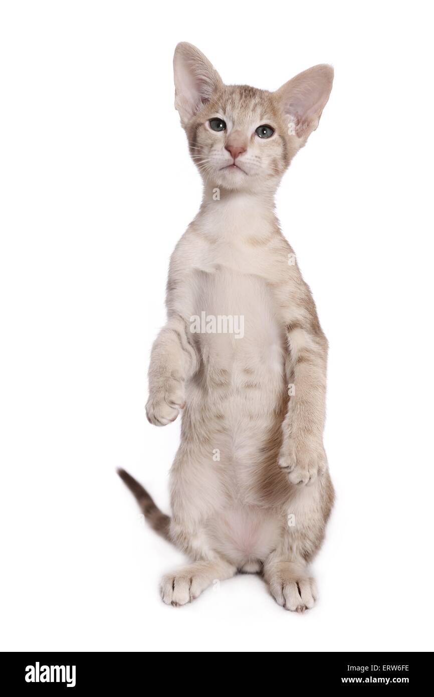 Cats leg Cut Out Stock Images & Pictures - Alamy