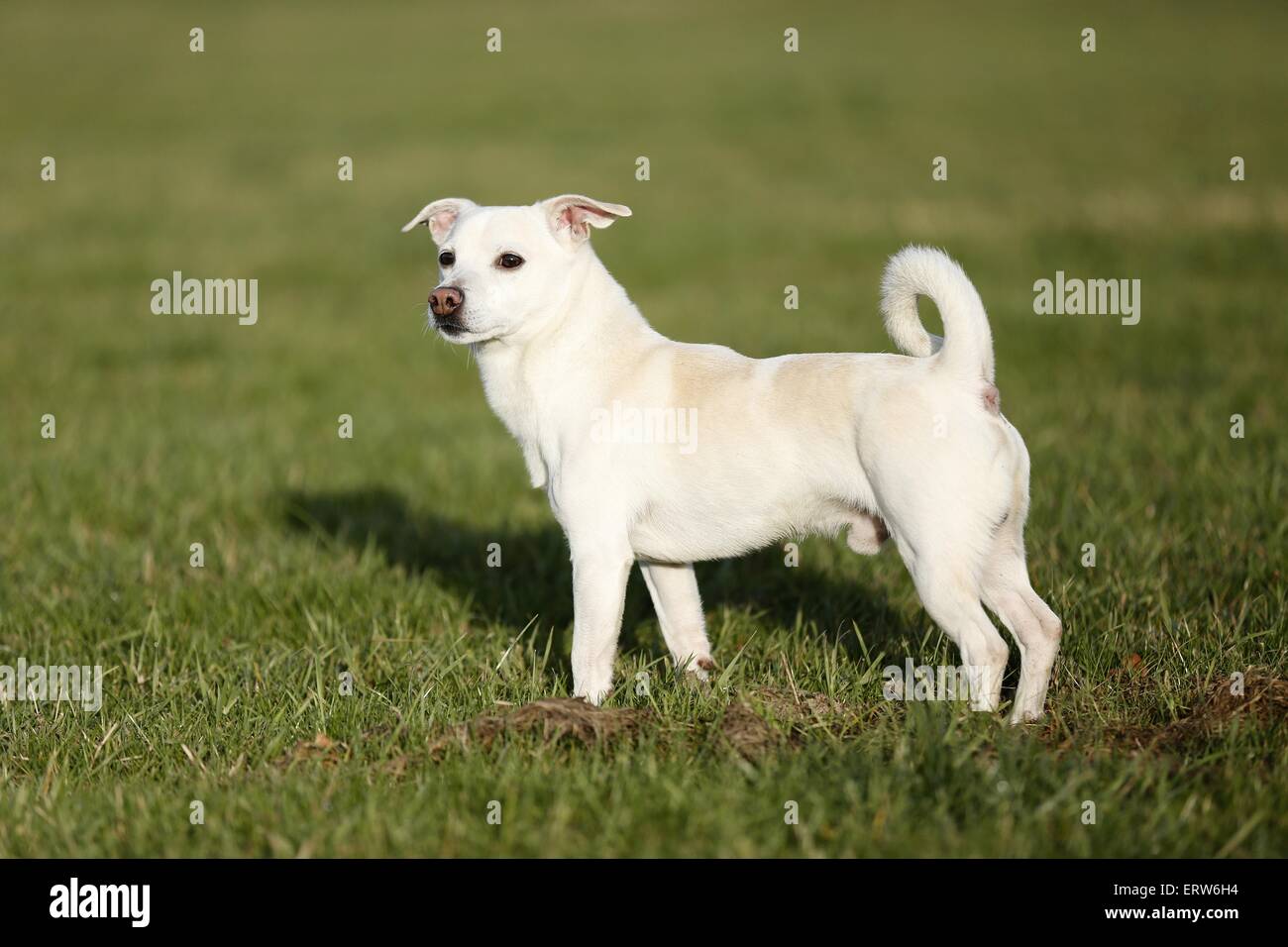 Jrt cross hi-res stock photography and images - Alamy