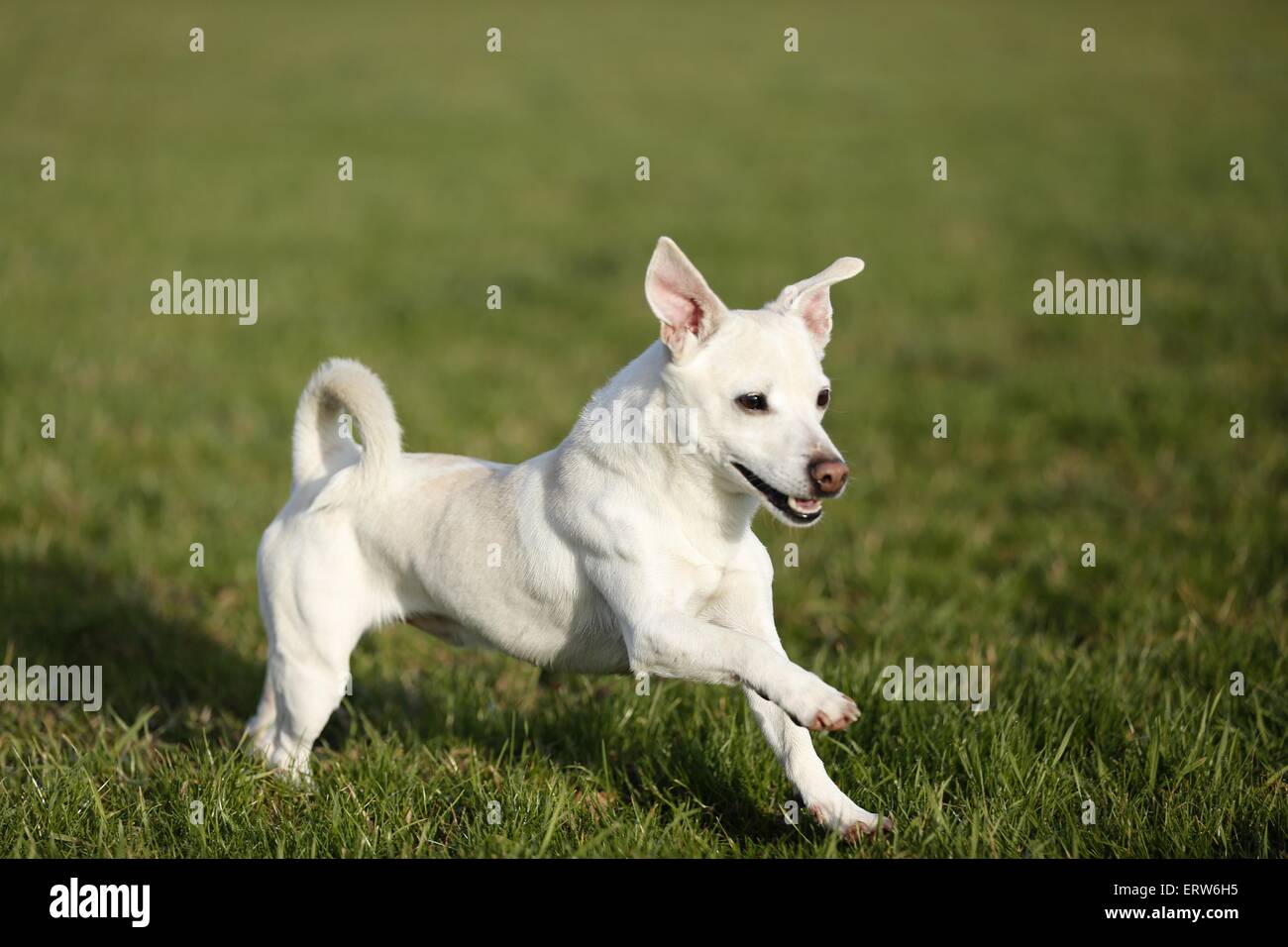 Jrt cross hi-res stock photography and images - Alamy
