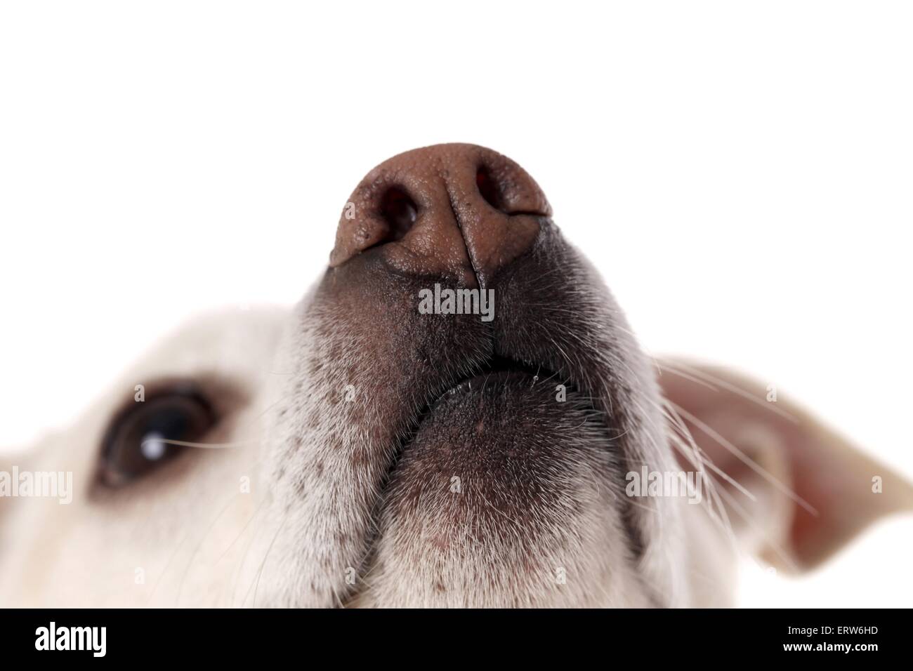 Mongrel close hi-res stock photography and images - Alamy
