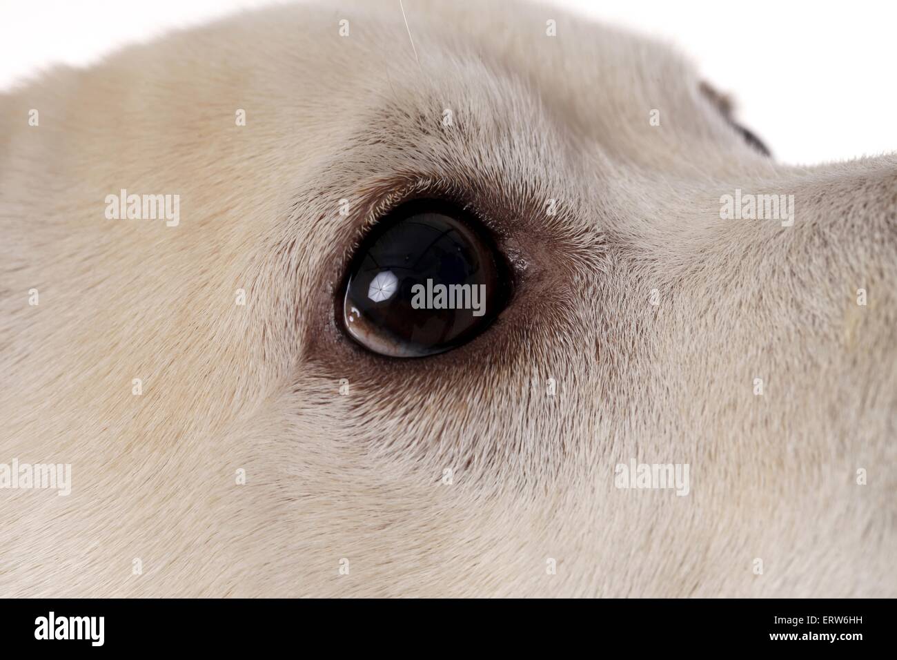 Mongrel eyes hi-res stock photography and images - Alamy