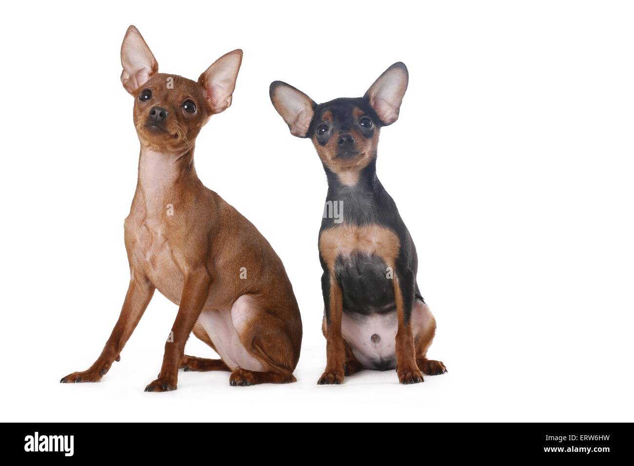 two Prague Ratters Stock Photo - Alamy