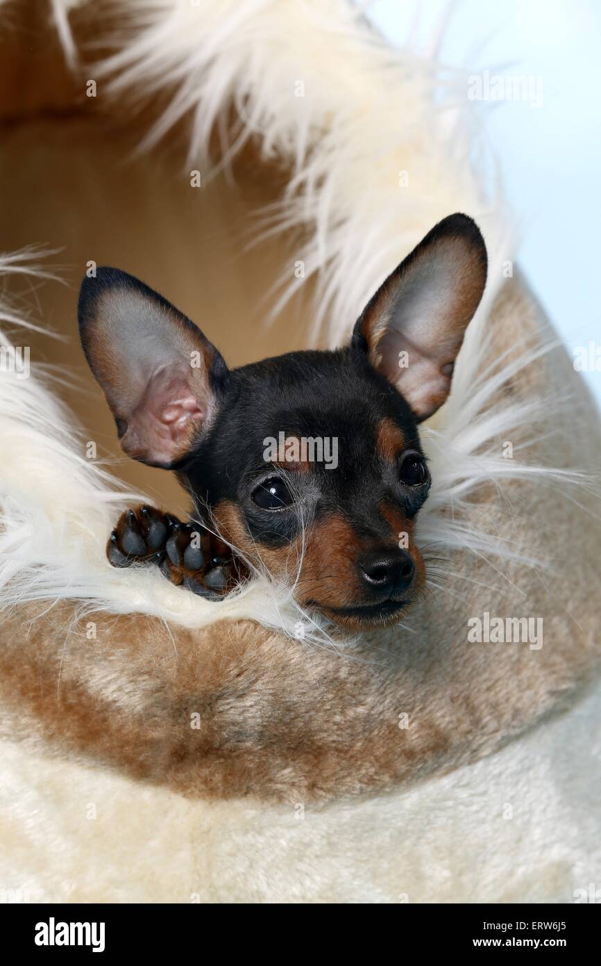 Prague Rattler High Resolution Stock Photography and Images - Alamy