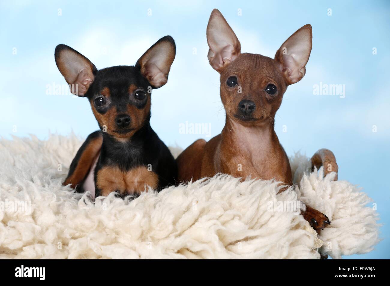 two Prague Ratters Stock Photo - Alamy