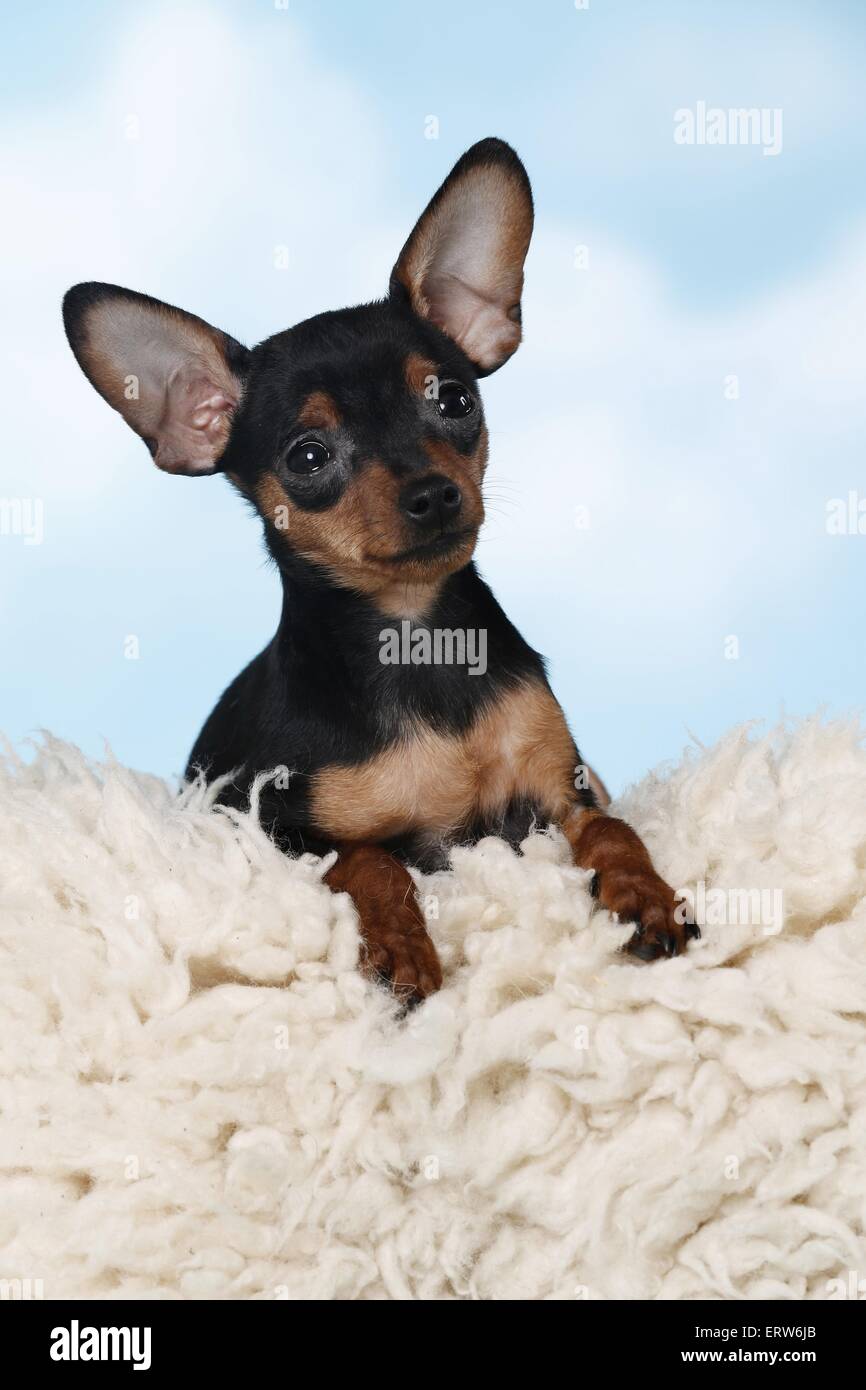 Ratters hi-res stock photography and images - Alamy