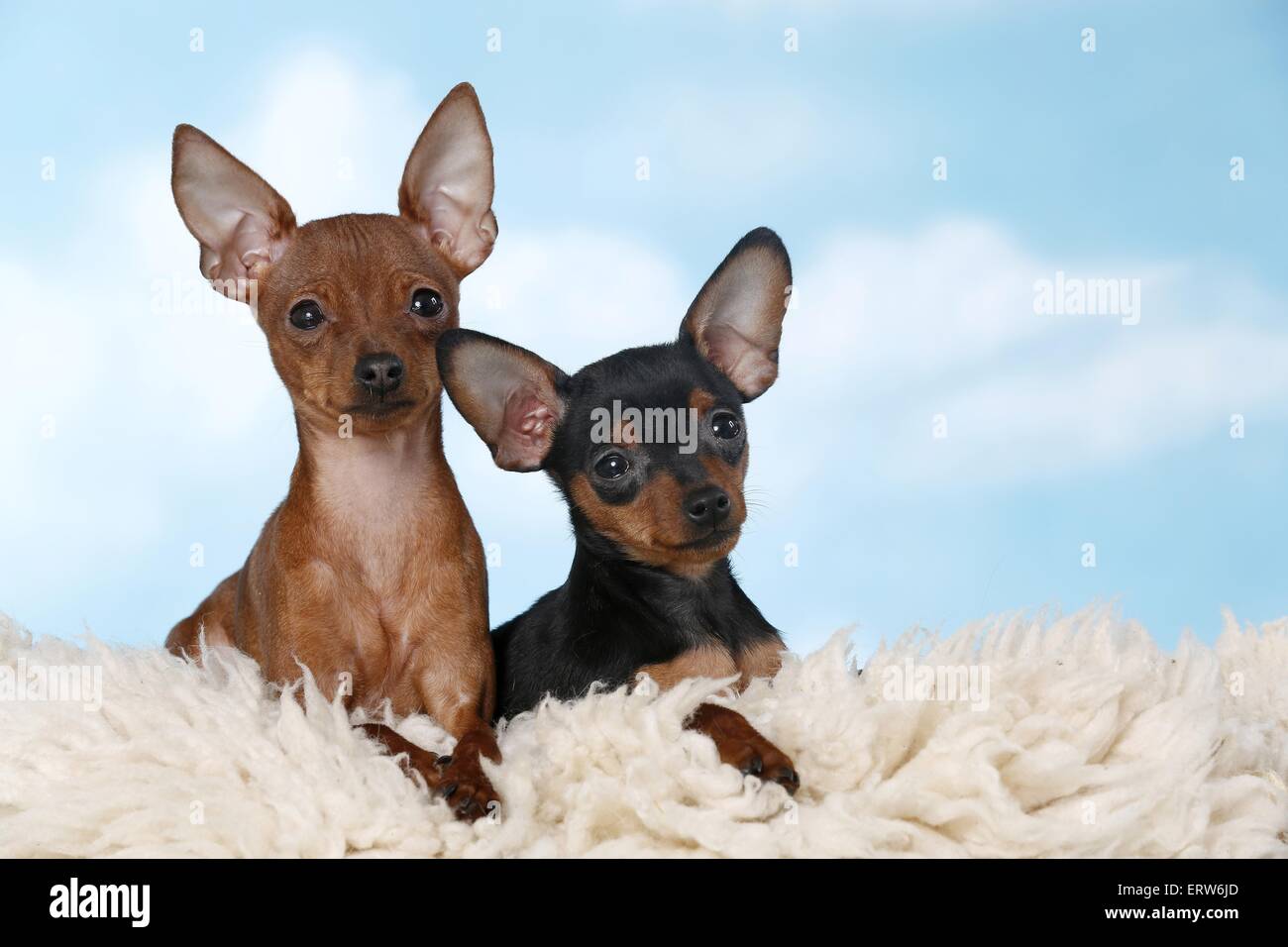 two Prague Ratters Stock Photo - Alamy