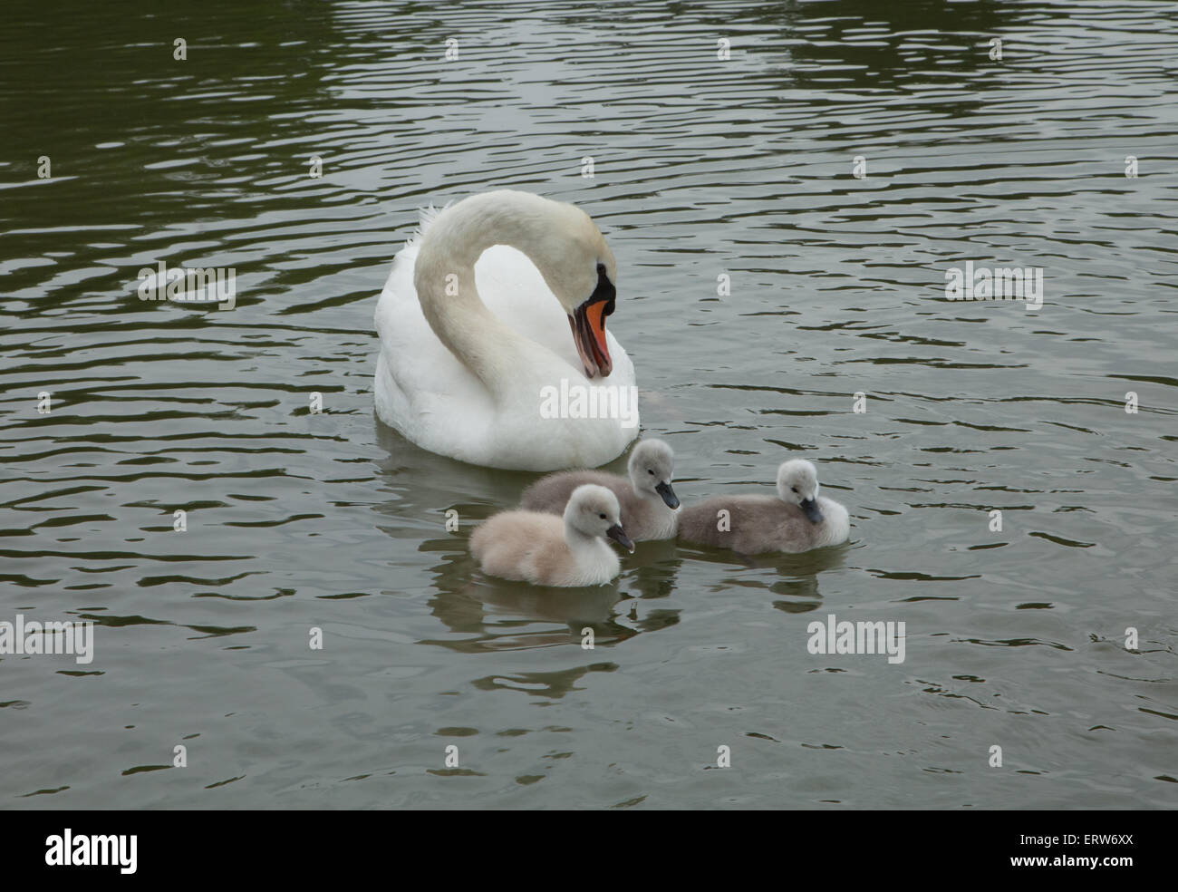 White swan and cygnets Stock Photo - Alamy