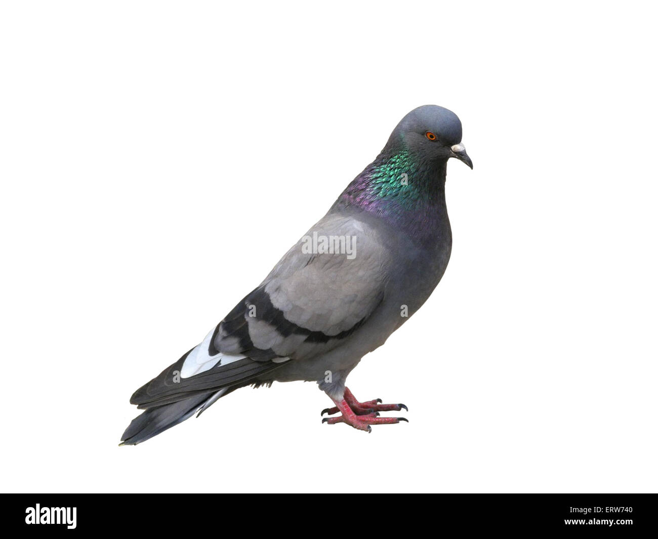 Pigeon grey hi-res stock photography and images - Alamy
