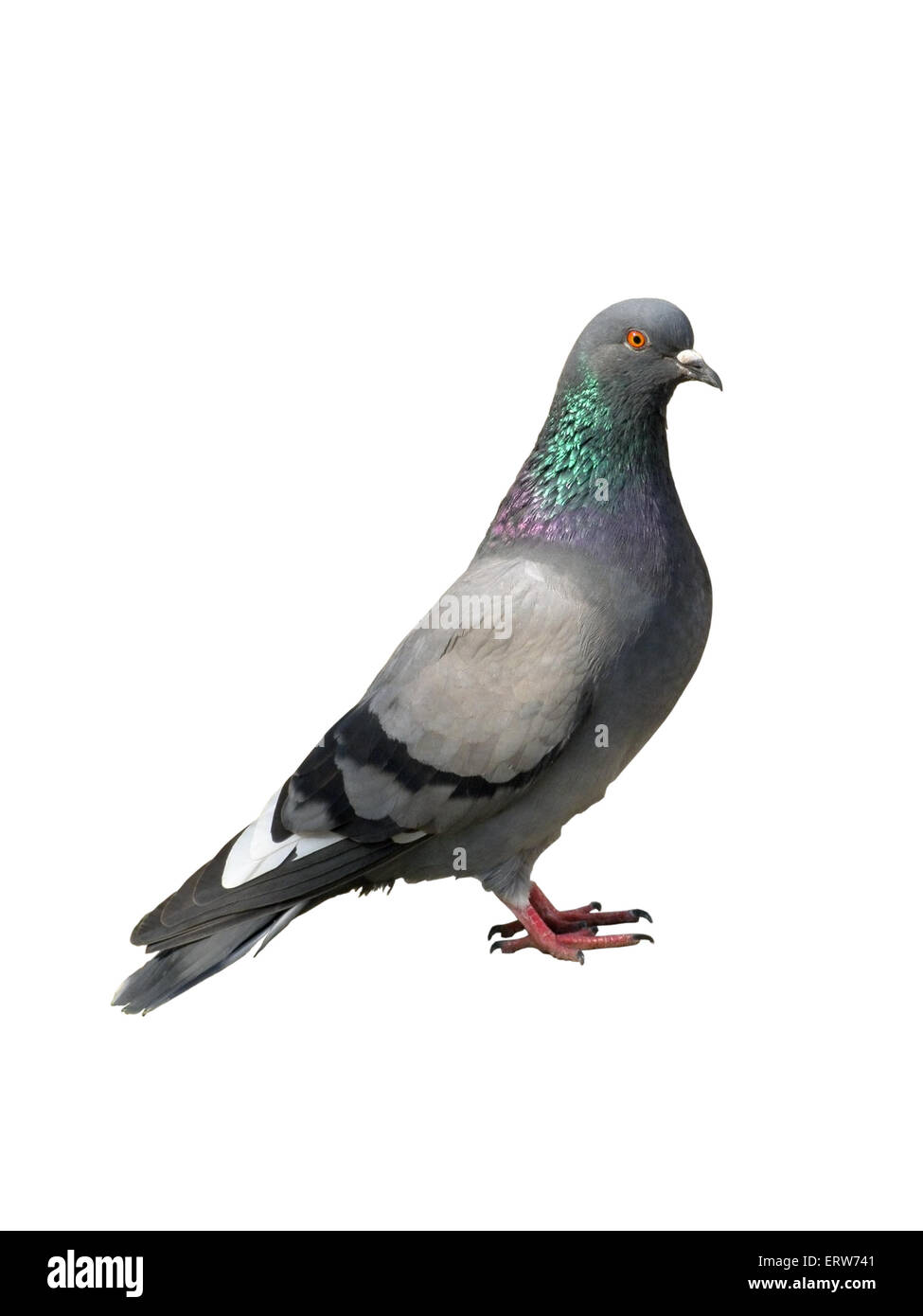 Pigeon. Grey pigeon Stock Photo - Alamy