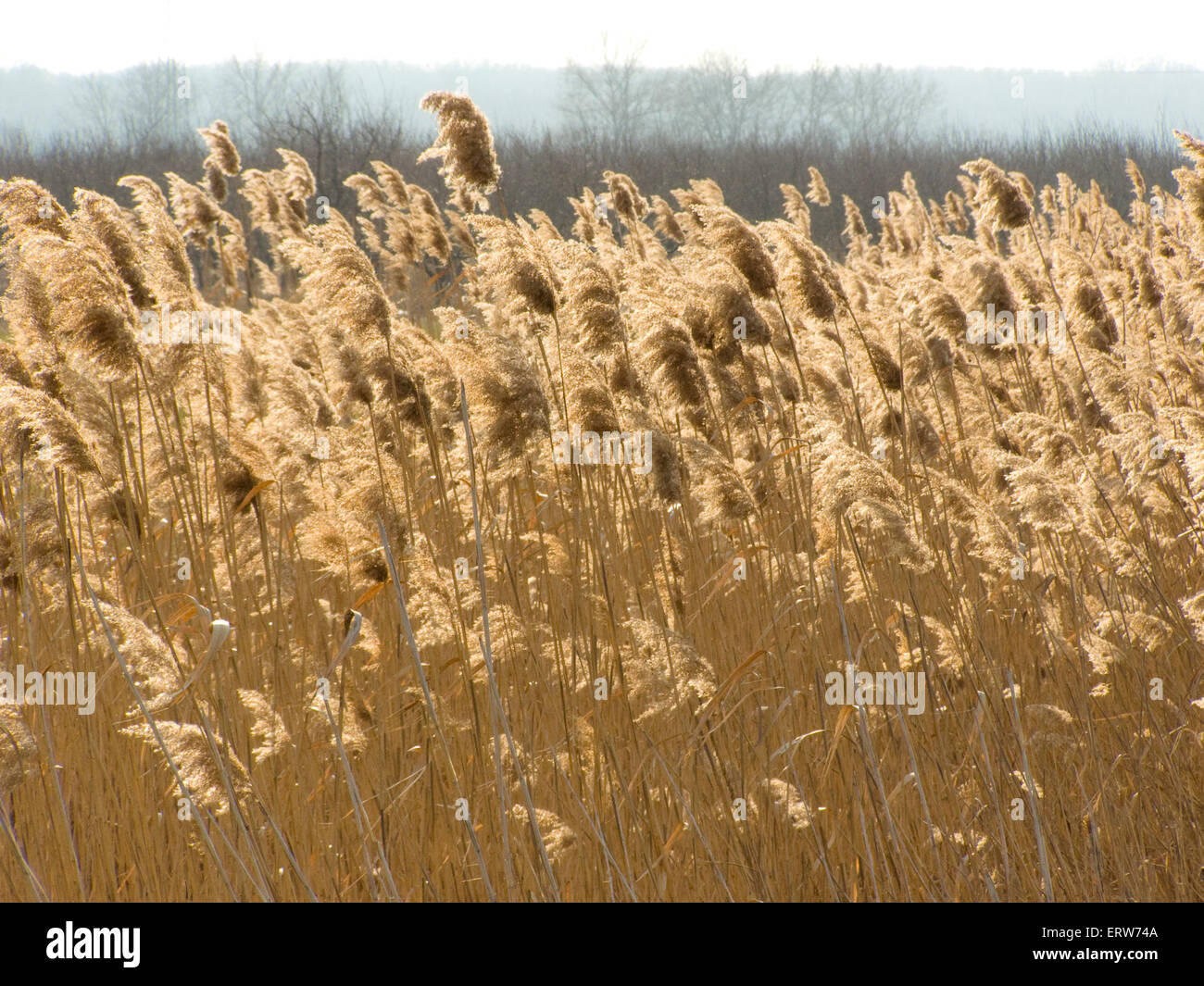 Black shined hi-res stock photography and images - Alamy