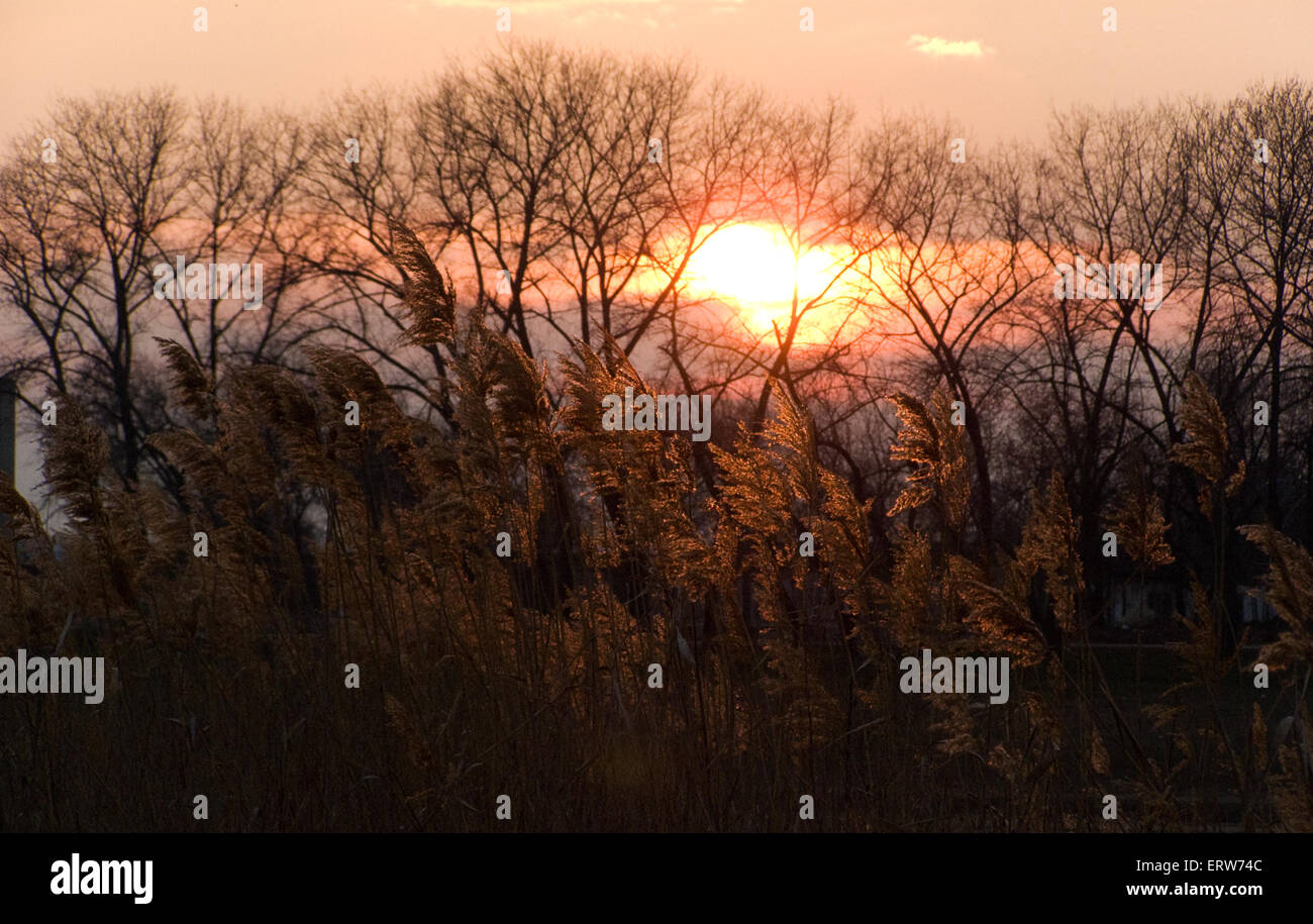 The sunset background highlights a cane Stock Photo - Alamy