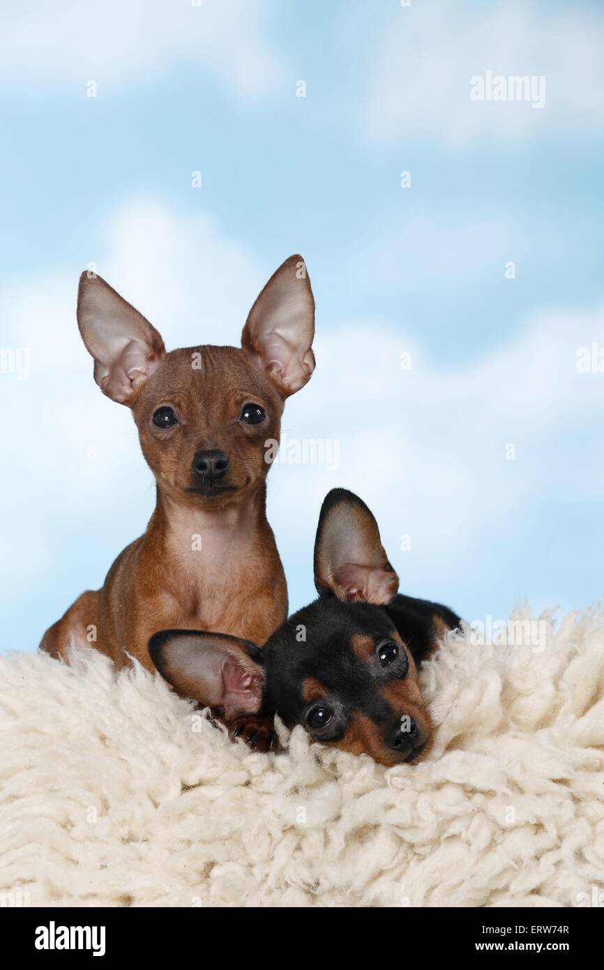 two Prague Ratters Stock Photo - Alamy