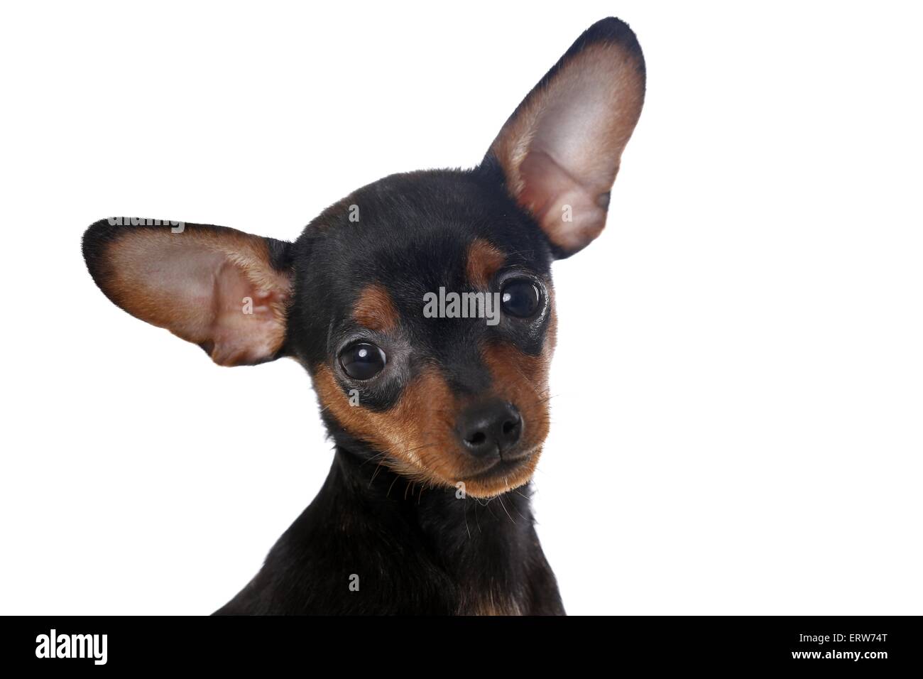 Prague rattler hi-res stock photography and images - Alamy