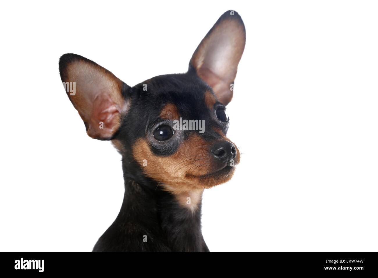 Prague Ratter Portrait Stock Photo - Alamy