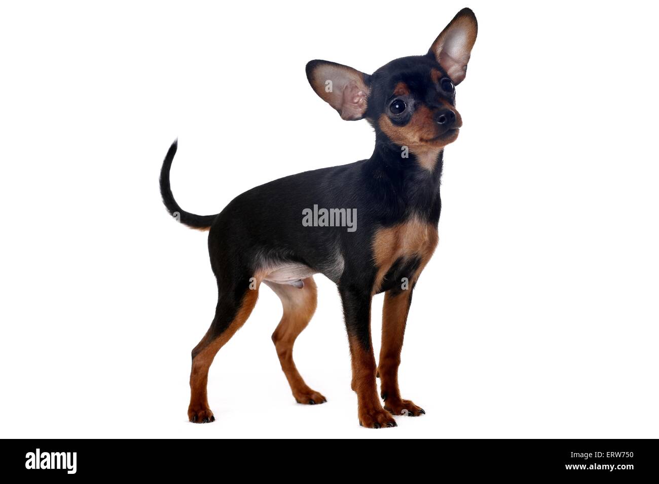 Black rattler Cut Out Stock Images & Pictures - Alamy