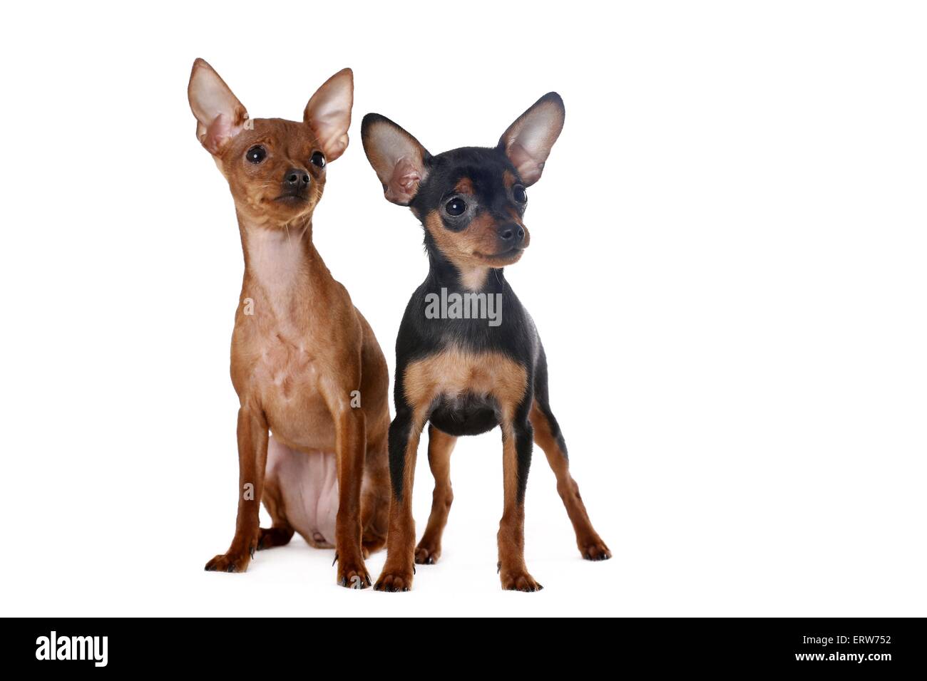 two Prague Ratters Stock Photo - Alamy