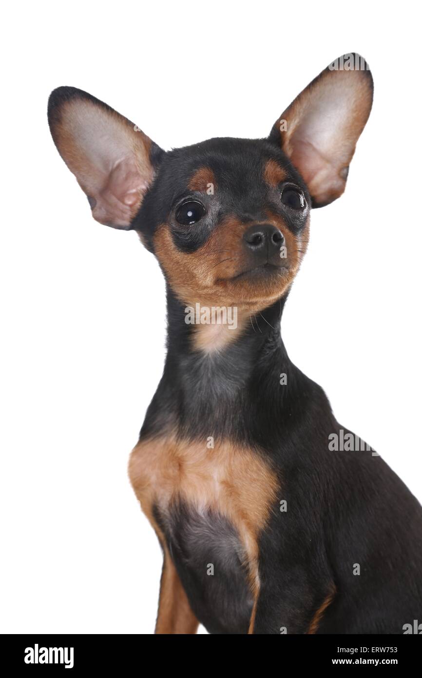 Prague Ratter Portrait Stock Photo - Alamy