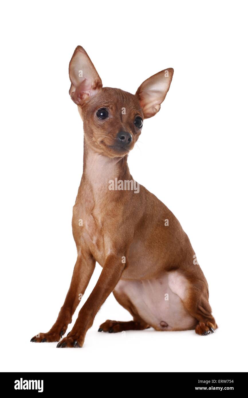 red Prague Ratter Stock Photo - Alamy