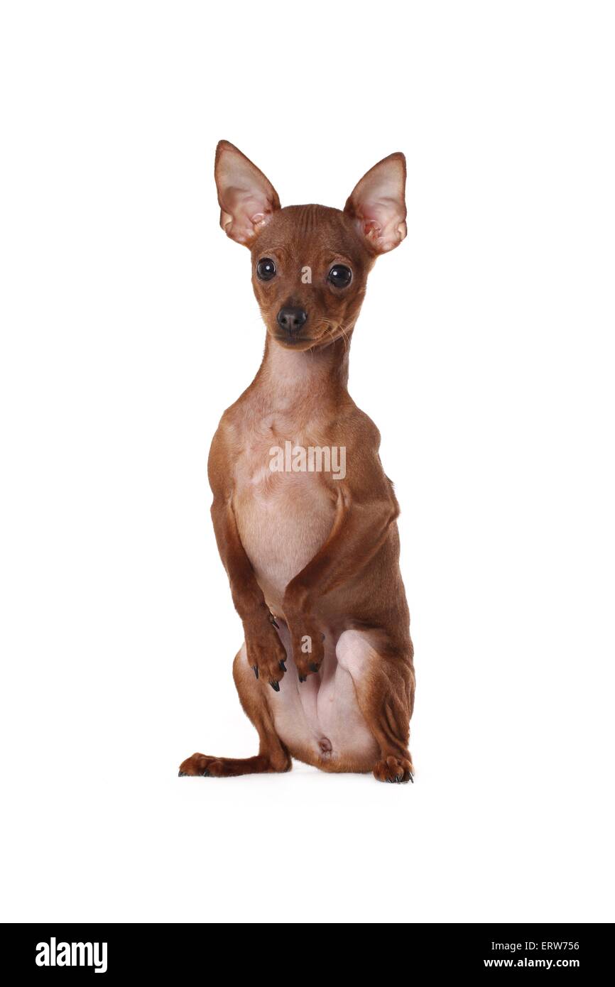 red Prague Ratter Stock Photo - Alamy