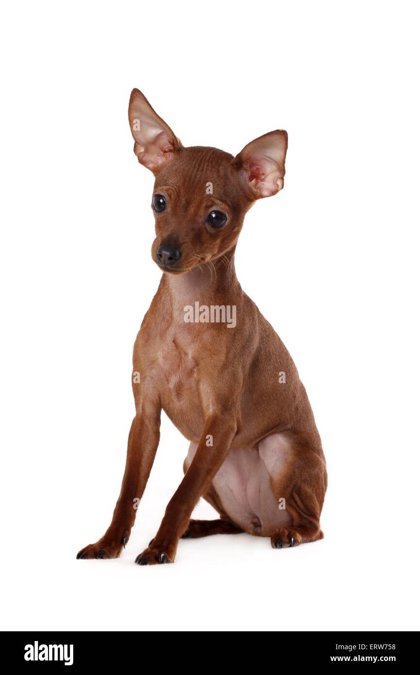 red Prague Ratter Stock Photo - Alamy
