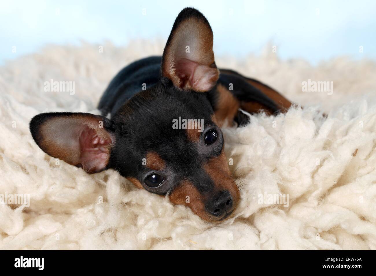 Prague rattler hi-res stock photography and images - Alamy