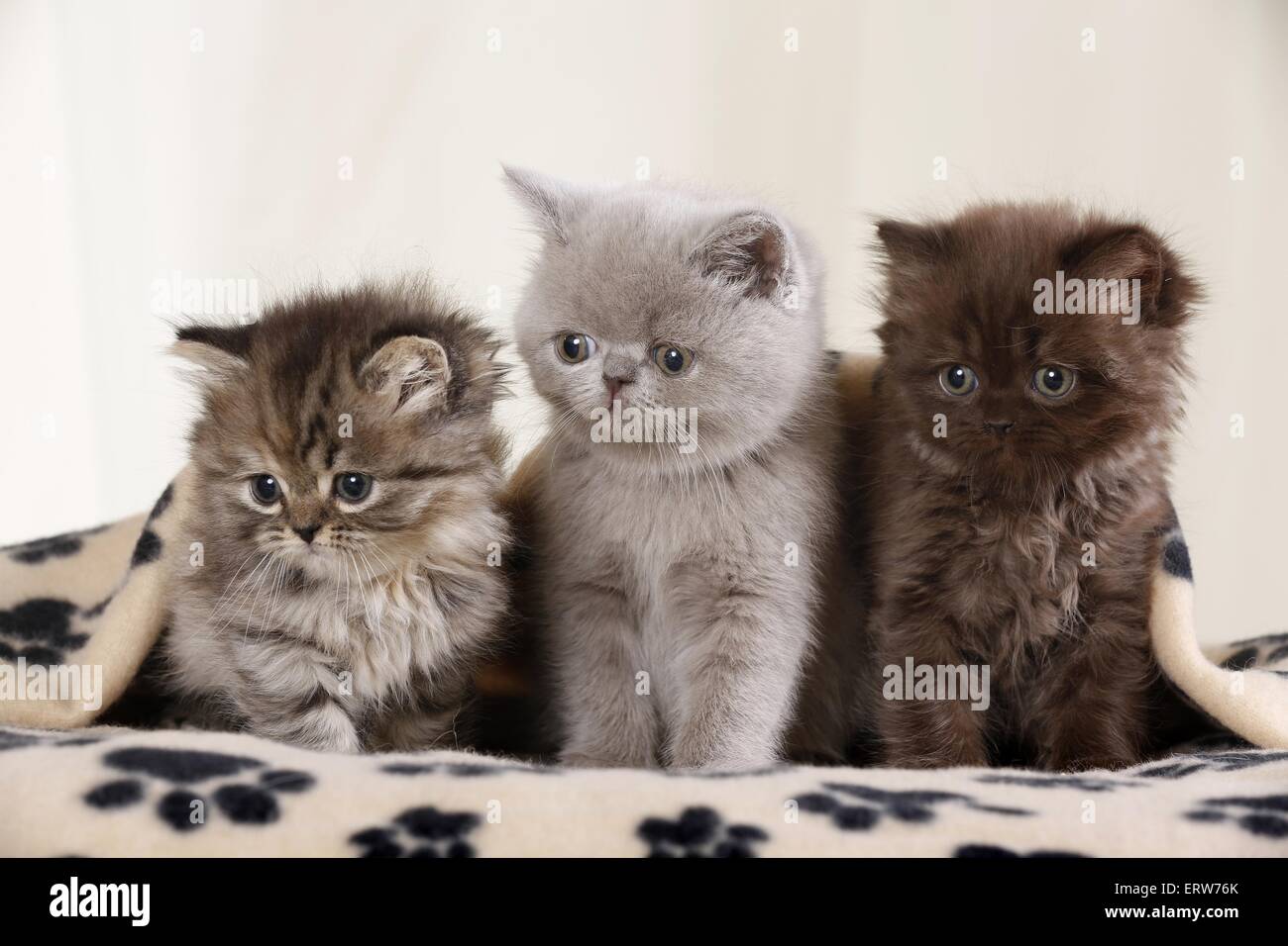 Highlander 3 hi-res stock photography and images - Alamy