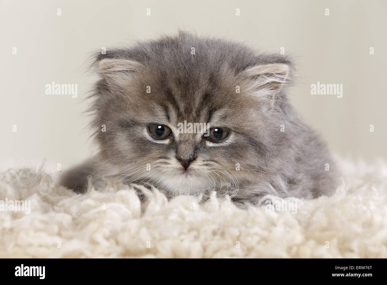 Blue white highlander hi-res stock photography and images - Alamy