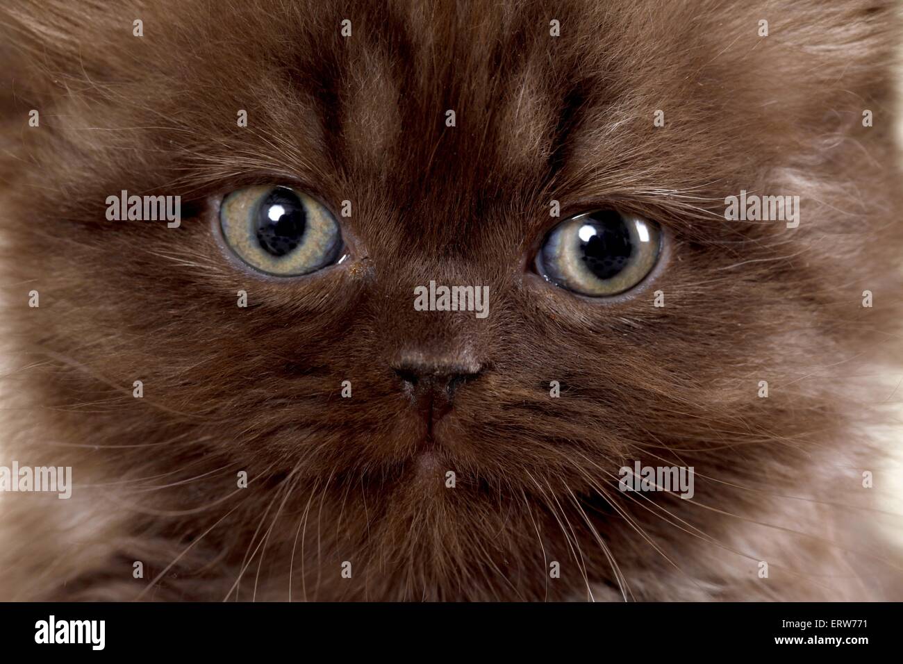 Male kitten face hi-res stock photography and images - Alamy