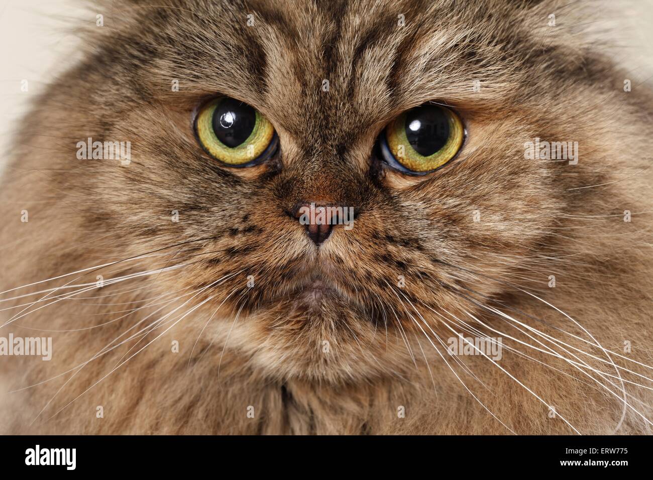 Frontal face inside hi-res stock photography and images - Alamy