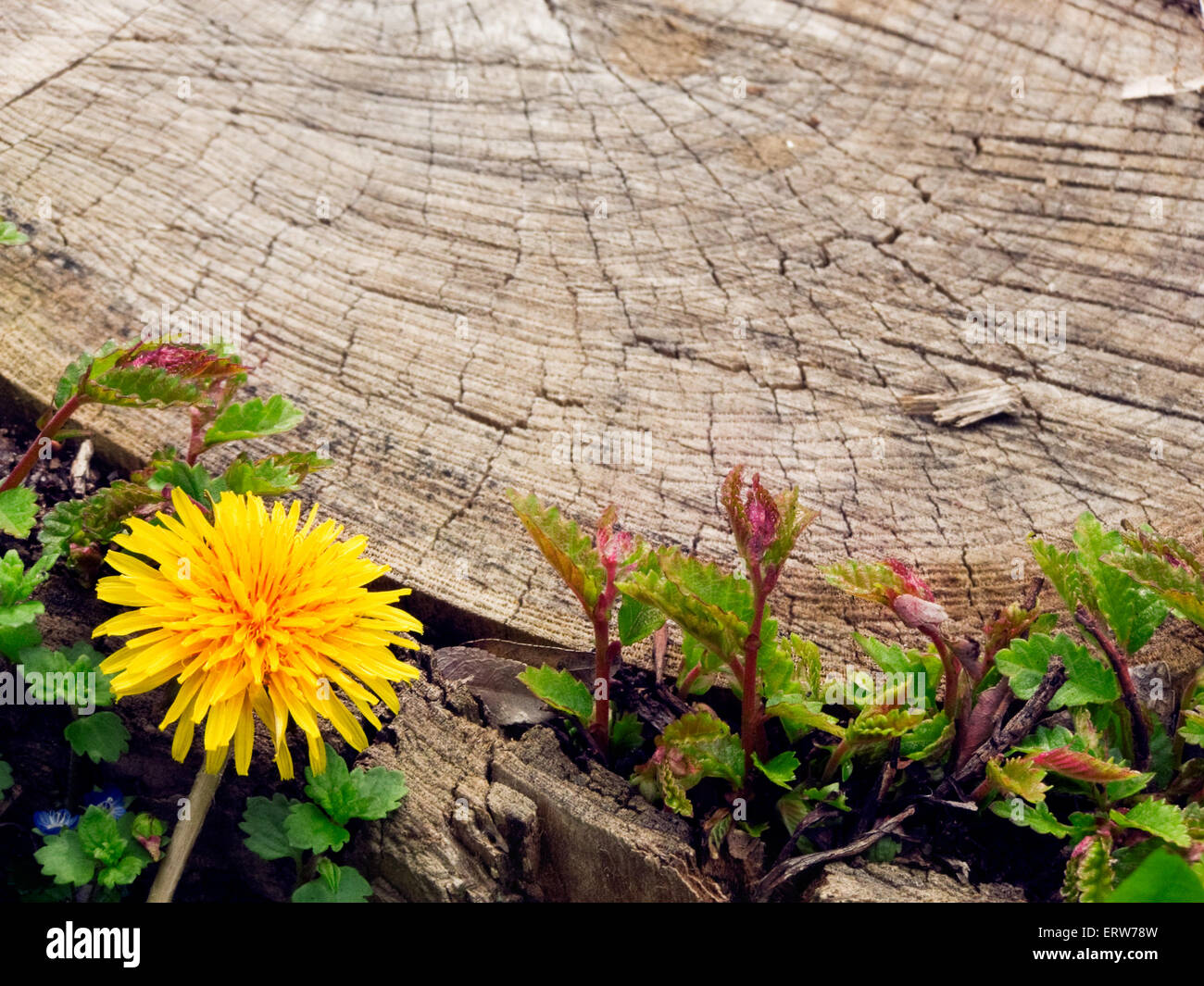 Decorative framework hi-res stock photography and images - Alamy