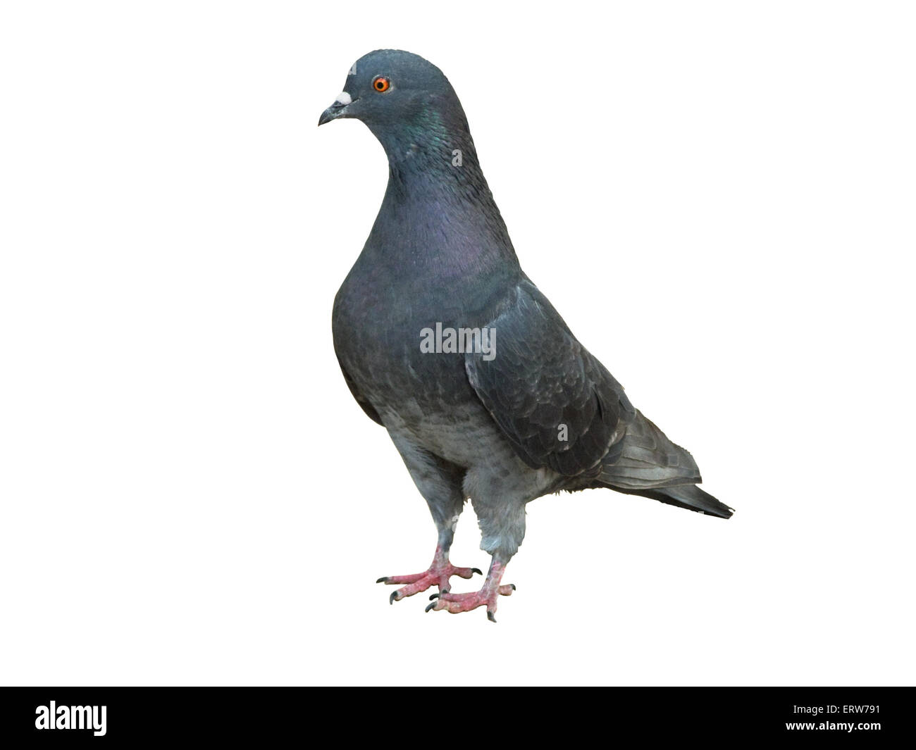 White pigeon side view Cut Out Stock Images & Pictures - Alamy