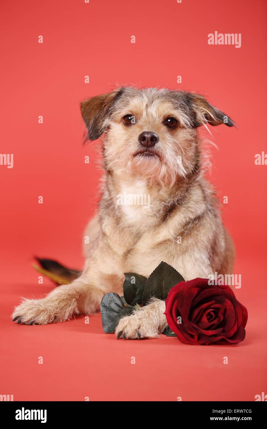 dog with rose Stock Photo - Alamy