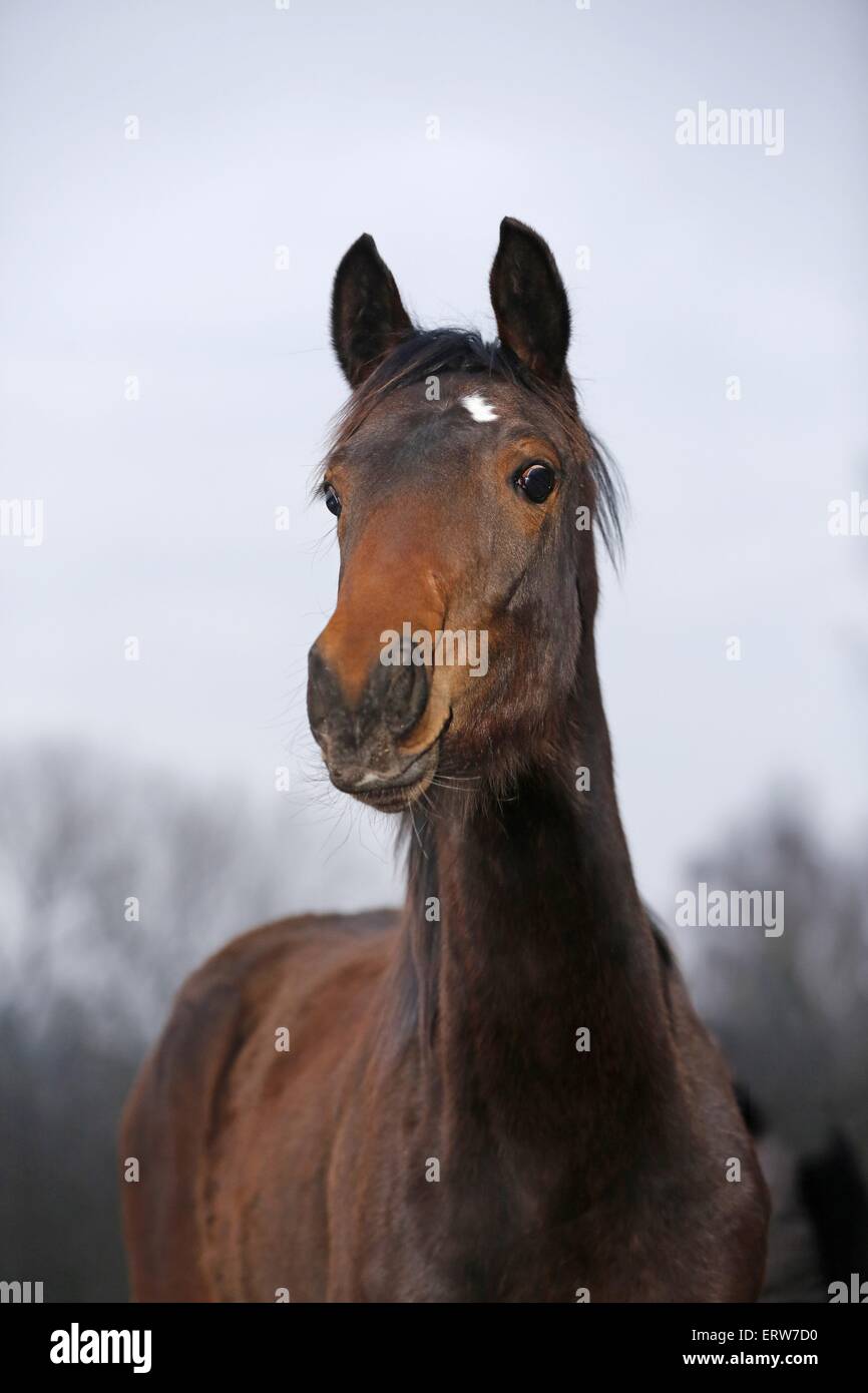 Yearling mare hi-res stock photography and images - Alamy