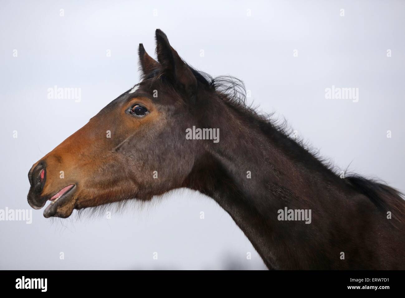 Yearling horse hi-res stock photography and images - Alamy