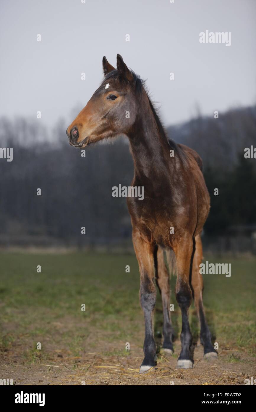 Yearling mare hi-res stock photography and images - Alamy