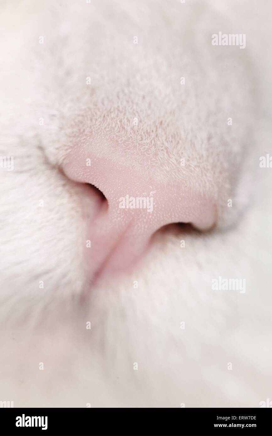 Cat nose hi-res stock photography and images - Alamy