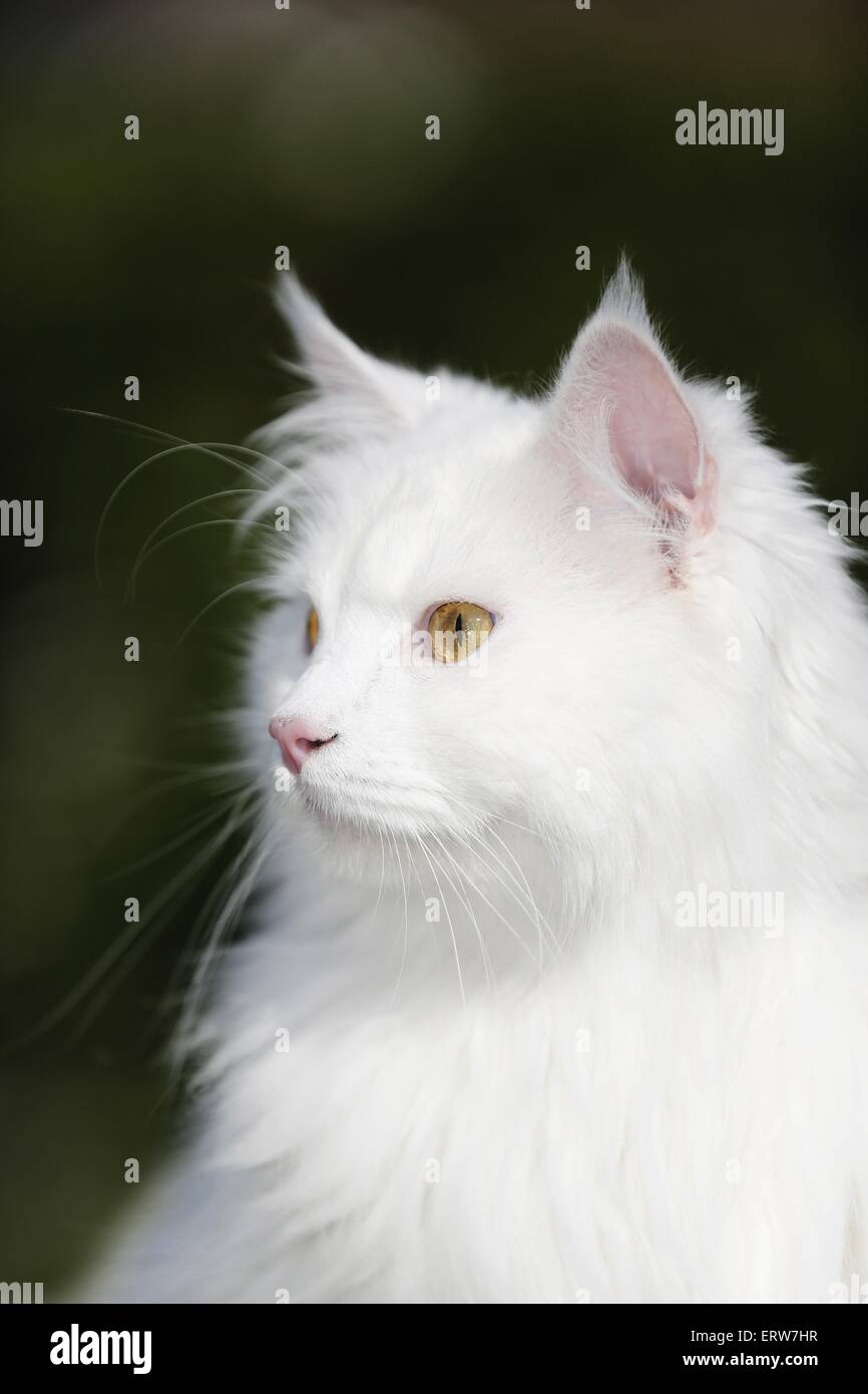 Portrait of a Siberian Cat Stock Photo - Alamy